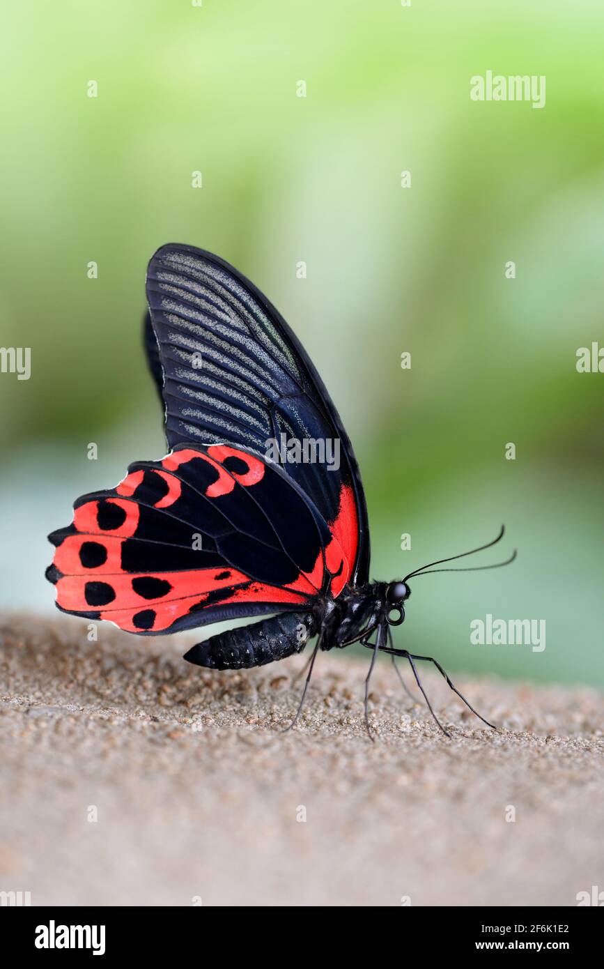 Tropical butterfly Scarlet Mormon (Papilio Rumanzovia).Large ...