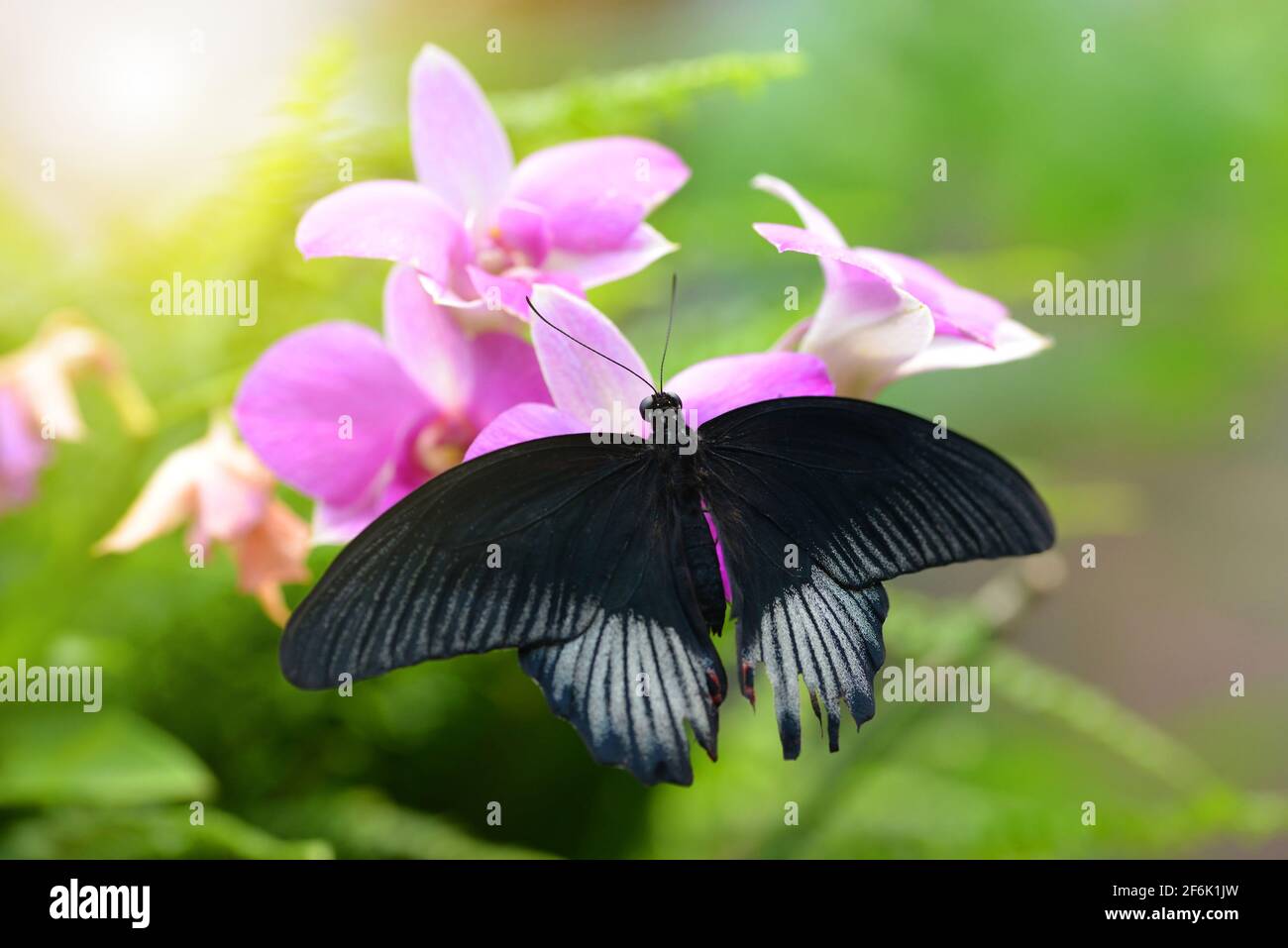 Tropical butterfly Great Mormon (Papilio memnon) sitting on pink orchid ...