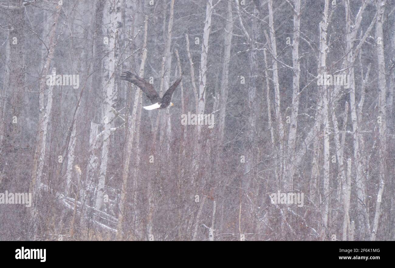 Bald Eagle Saskatchewan in Winter Northern Migration Flying Stock Photo ...