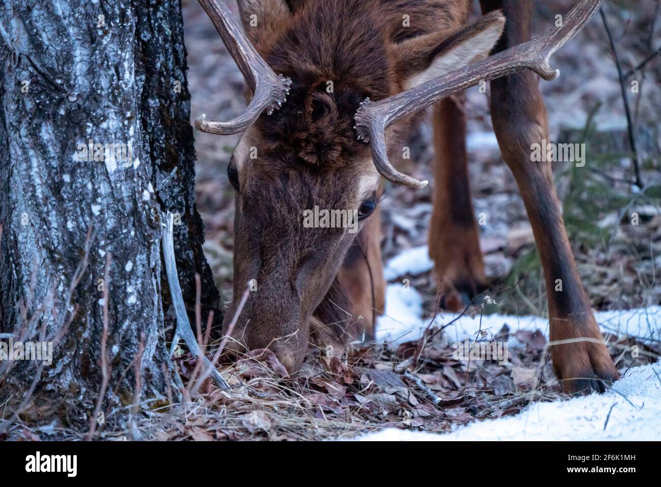 Elk pictures hi-res stock photography and images - Alamy