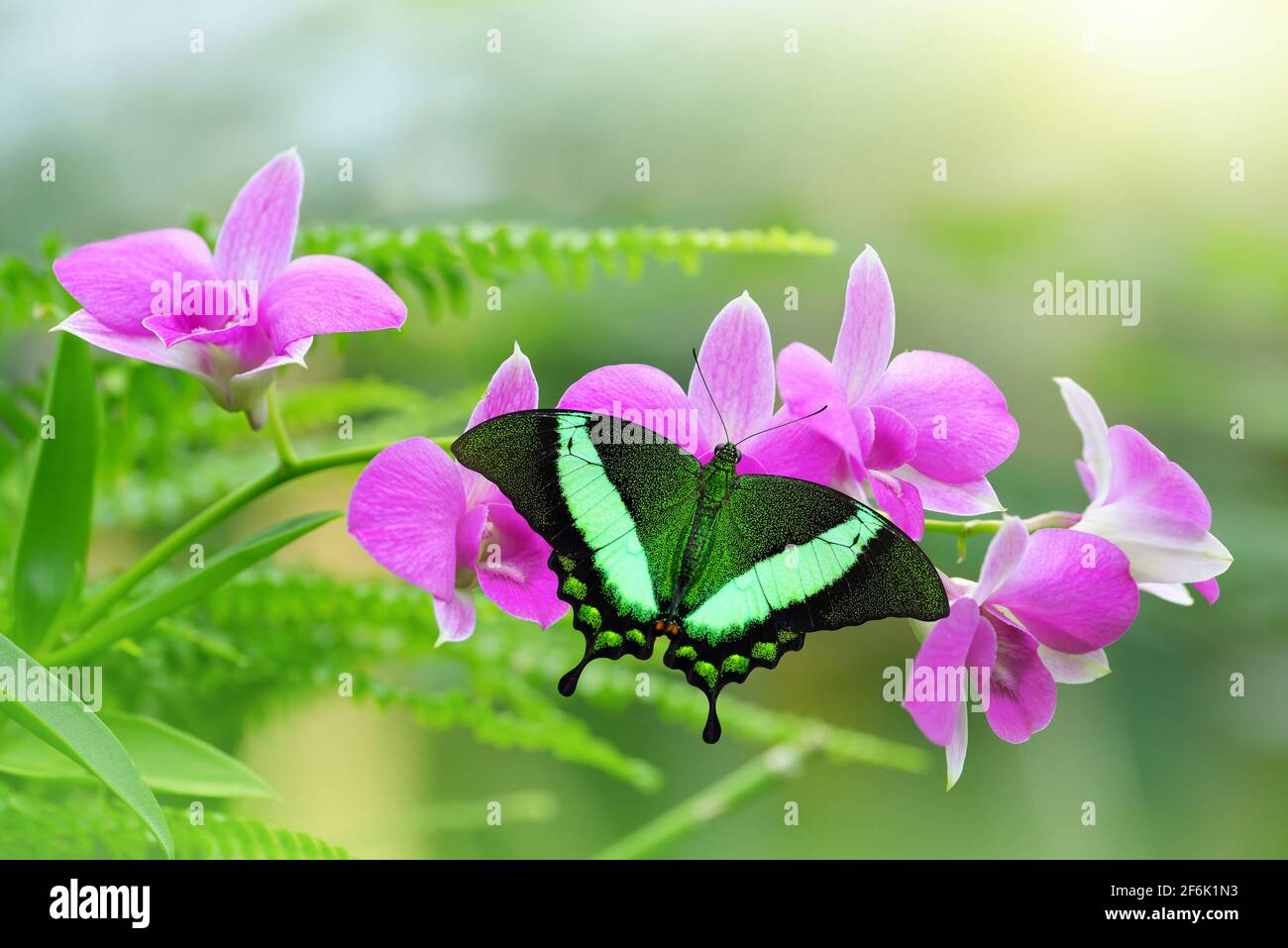 Emerald Swallowtail or Green-Banded Peacock, (Papilio palinurus ...