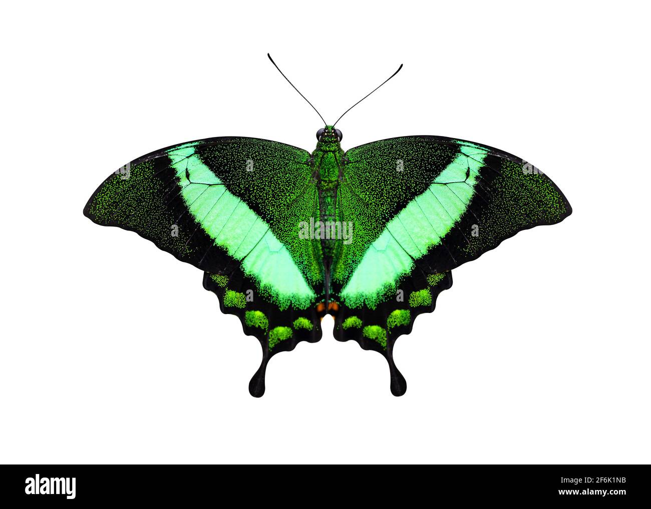 Tropical butterfly Emerald Swallowtail or Green-Banded Peacock ...