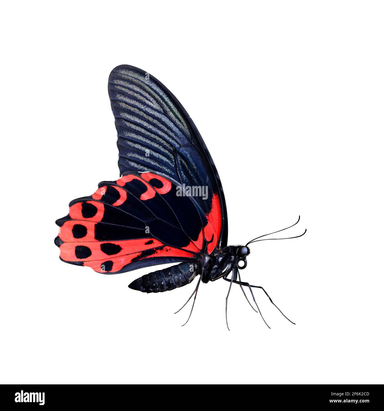 Tropical butterfly Scarlet Mormon (Papilio Rumanzovia) isolated on a ...