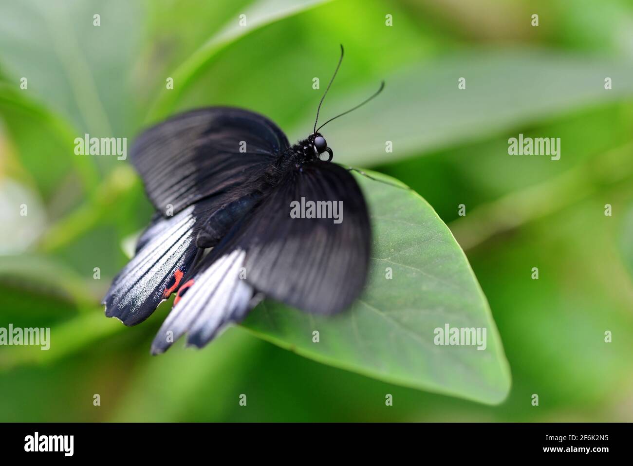 Tropical butterfly Great Mormon (Papilio memnon) sitting on leaf. Large ...