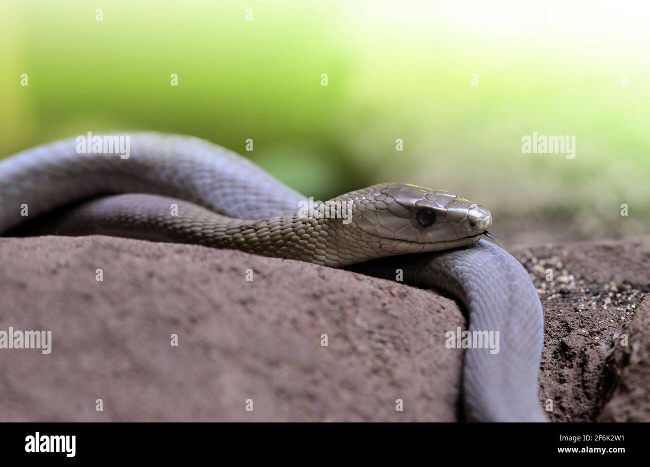Black Mamba (Dendroaspis polylepis) is extremely venomous snake native ...