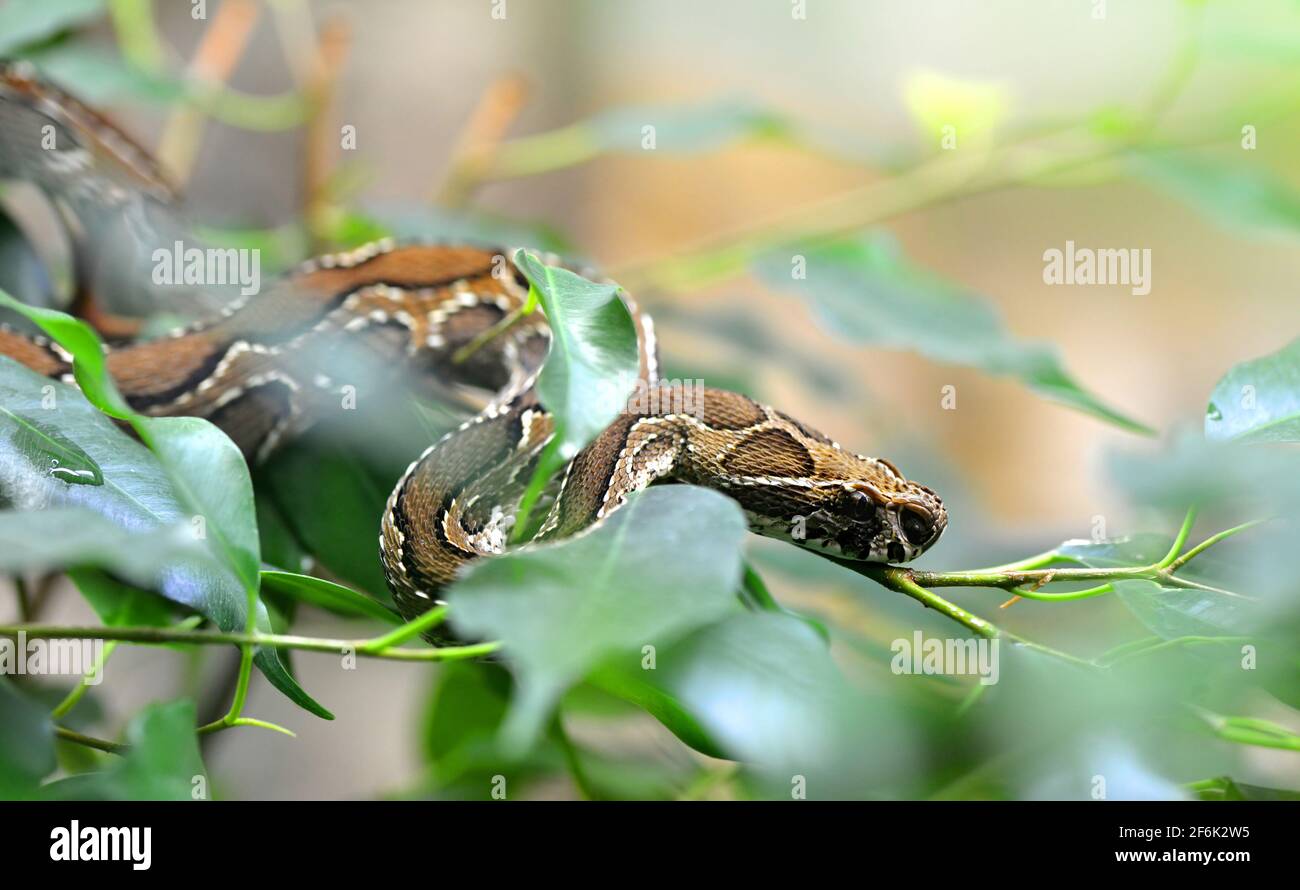 Russell's viper ( Daboia russelii ) on branch of tree. Venomous snake ...
