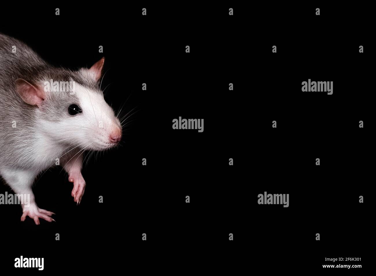 Gray rat portrait isolated on black background. Rodent pet ...