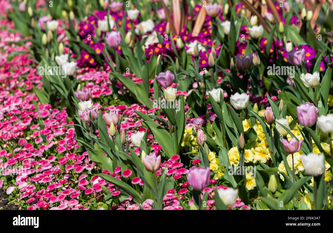 Regent's Park London UK colourful Spring flowers Stock Photo - Alamy