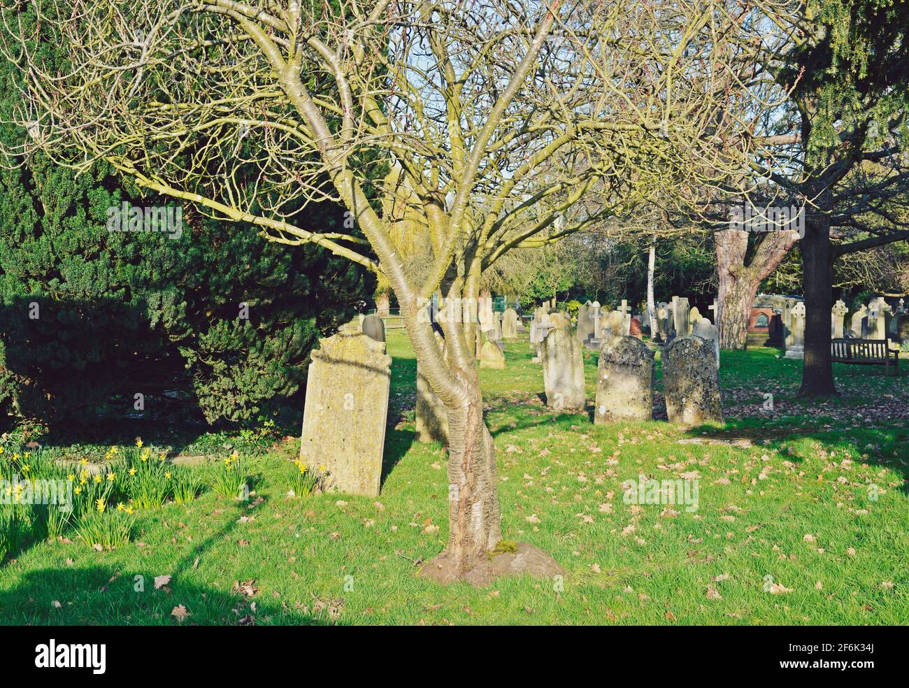 What Is A Cemetery Tree at Liam Lacy blog