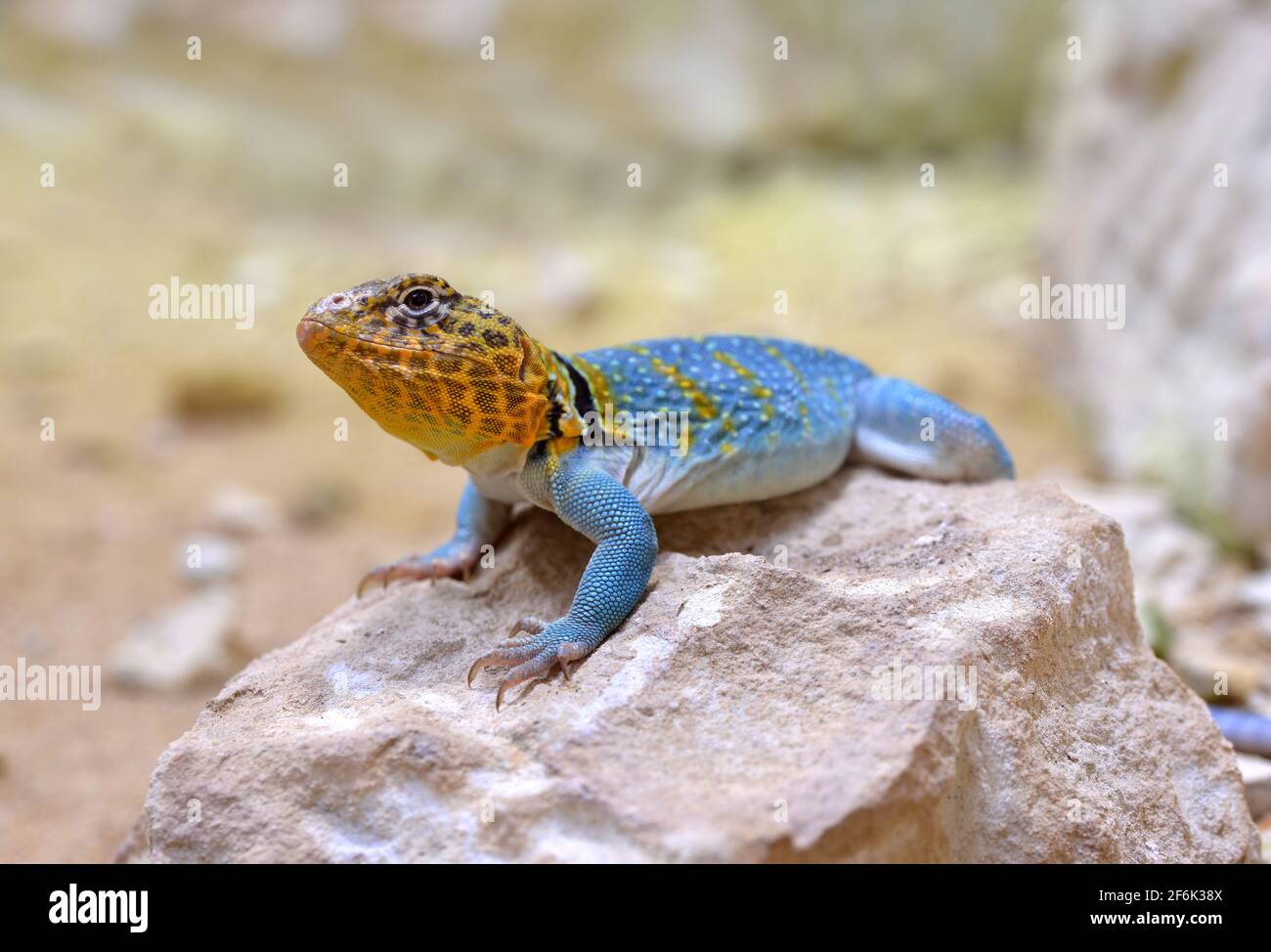 Blue collared lizard hi-res stock photography and images - Alamy