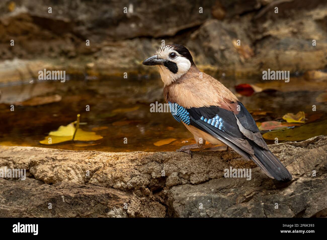 White faced fly hi-res stock photography and images - Alamy