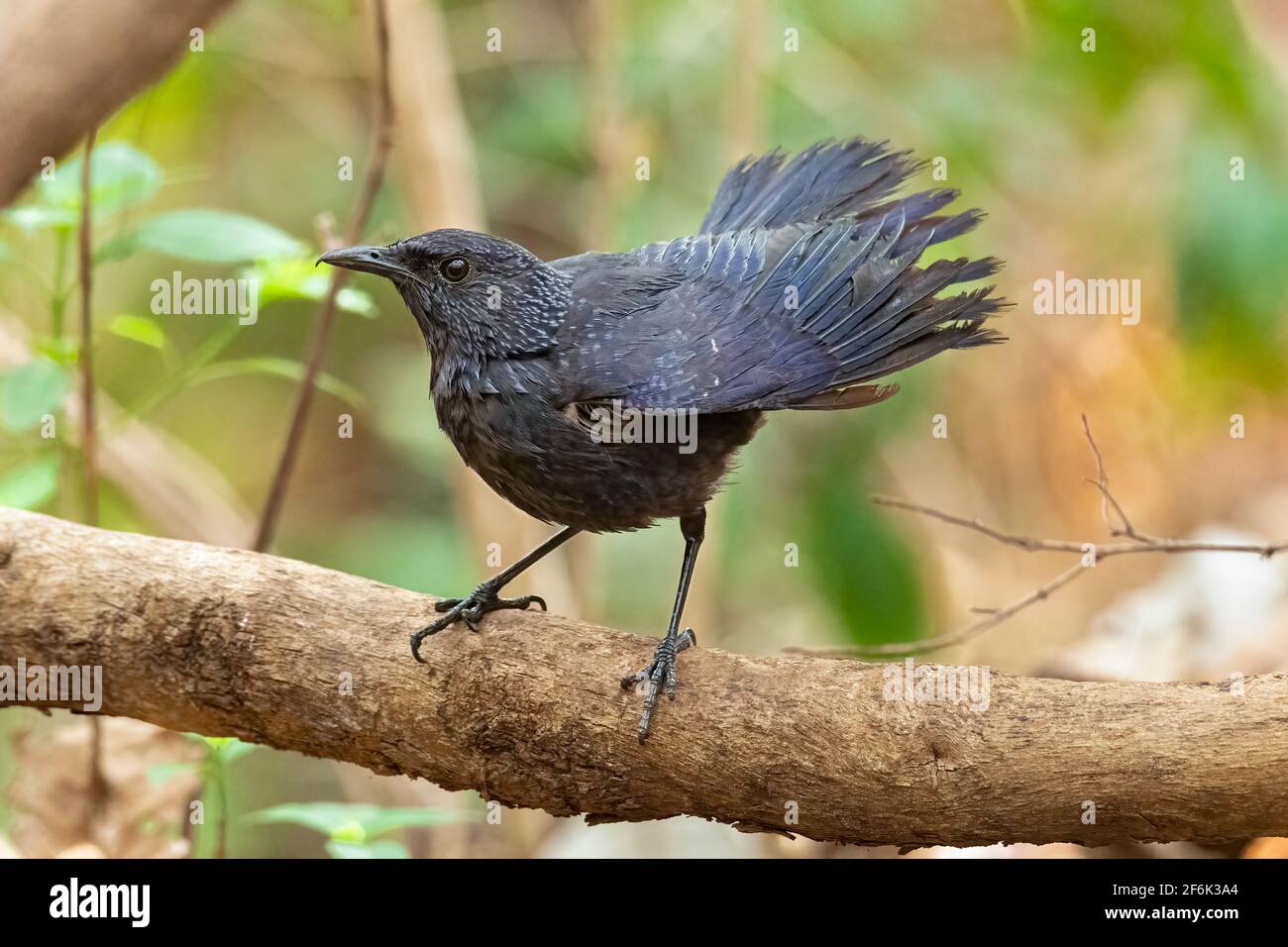 Whistling Thrush perching on a tree branch flapping its wings Stock ...