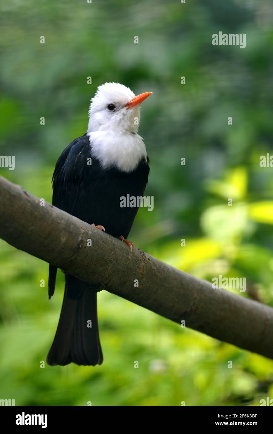 White-headed Black Bulbul ( Hypsipetes leucocephalus ), small bird from ...