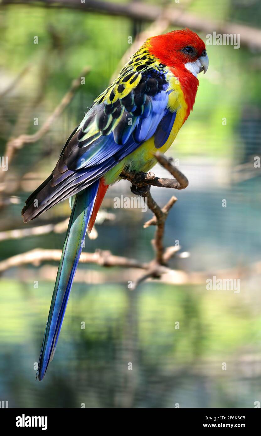 Eastern Rosella (Platycercus eximius), colorful parrot living in south ...