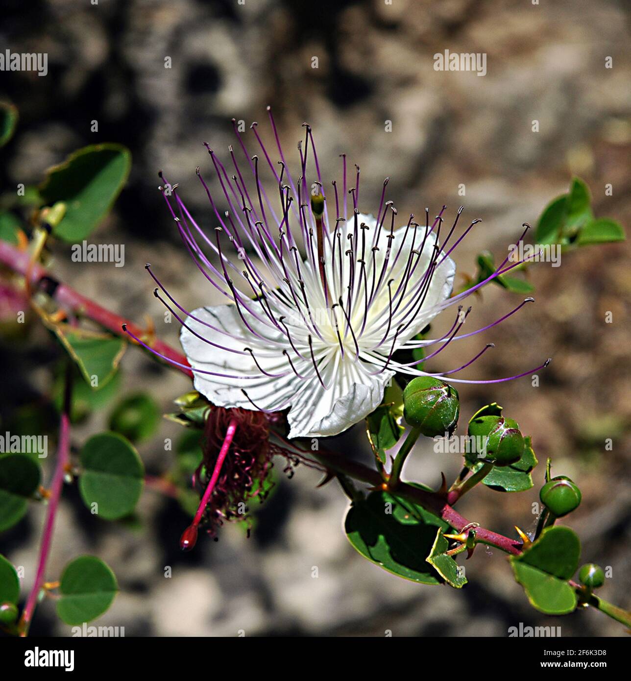 Closeup of Capparis Spinosa flower Stock Photo - Alamy