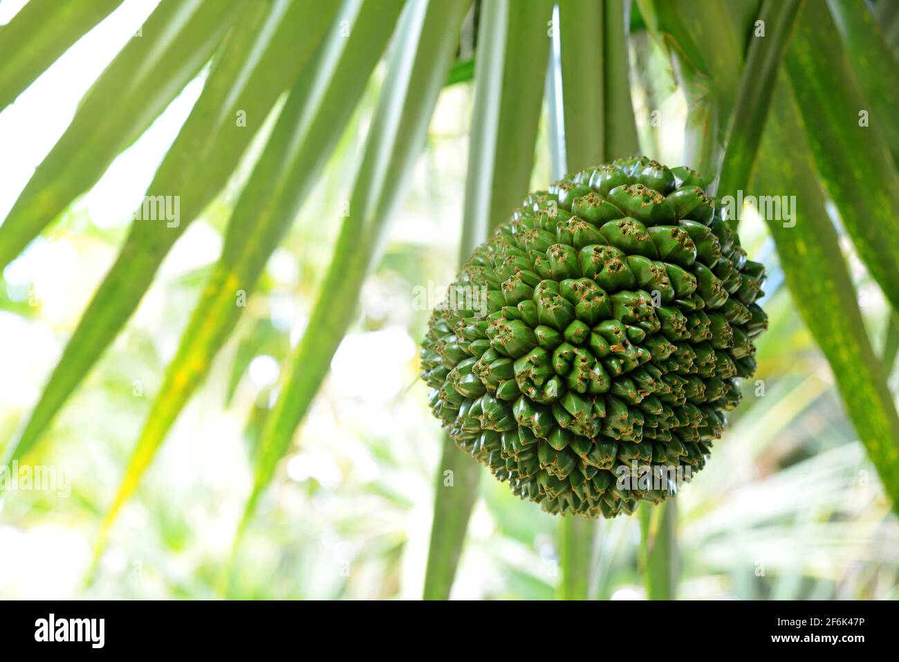 Common screwpine ( Pandanus utilis ) closeup. Exotic tasty fruit from ...