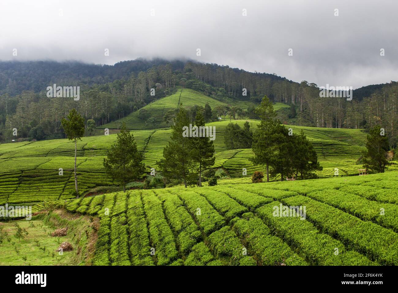 Gambung hi-res stock photography and images - Alamy