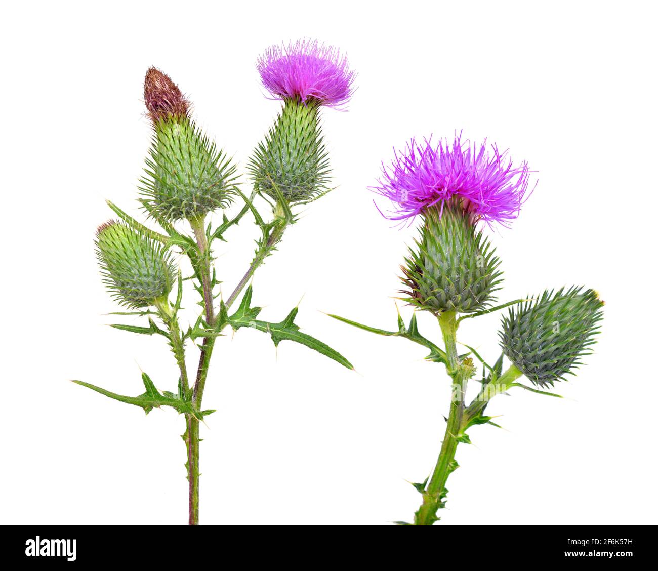 Thistle flowers ( Carduus crispus ) isolated on white background Stock ...