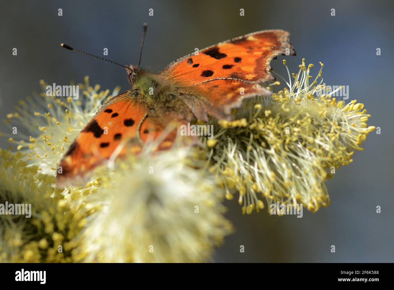 Sobotka, Czech Republic. 1st Apr, 2021. Eurasian butterfly is pictured ...