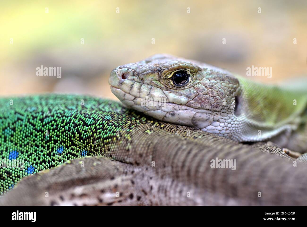 Moroccan eyed lizard - Timon tangitanus. Lizard in the family ...