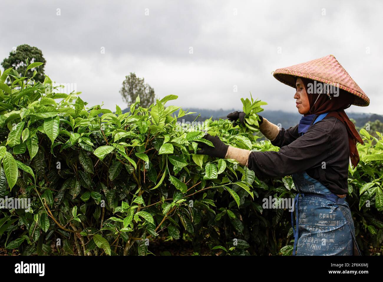 A woman farmer harvest tea leaves in Gambung. Research Institute For Tea And Cinchona (PPTK ...