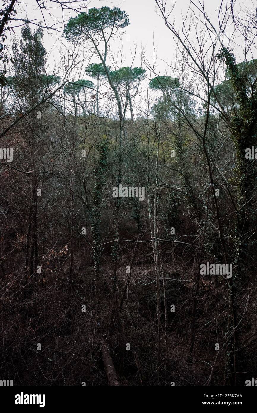 forest of maritime pine near trees Florence Italy Stock Photo - Alamy
