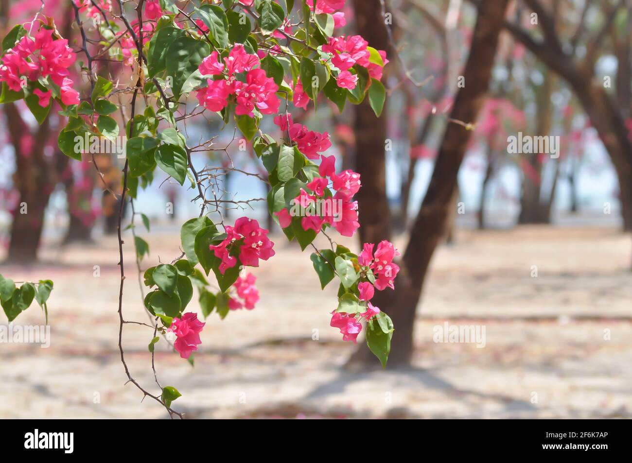 background, flower and tree and sky in blur background Stock Photo - Alamy