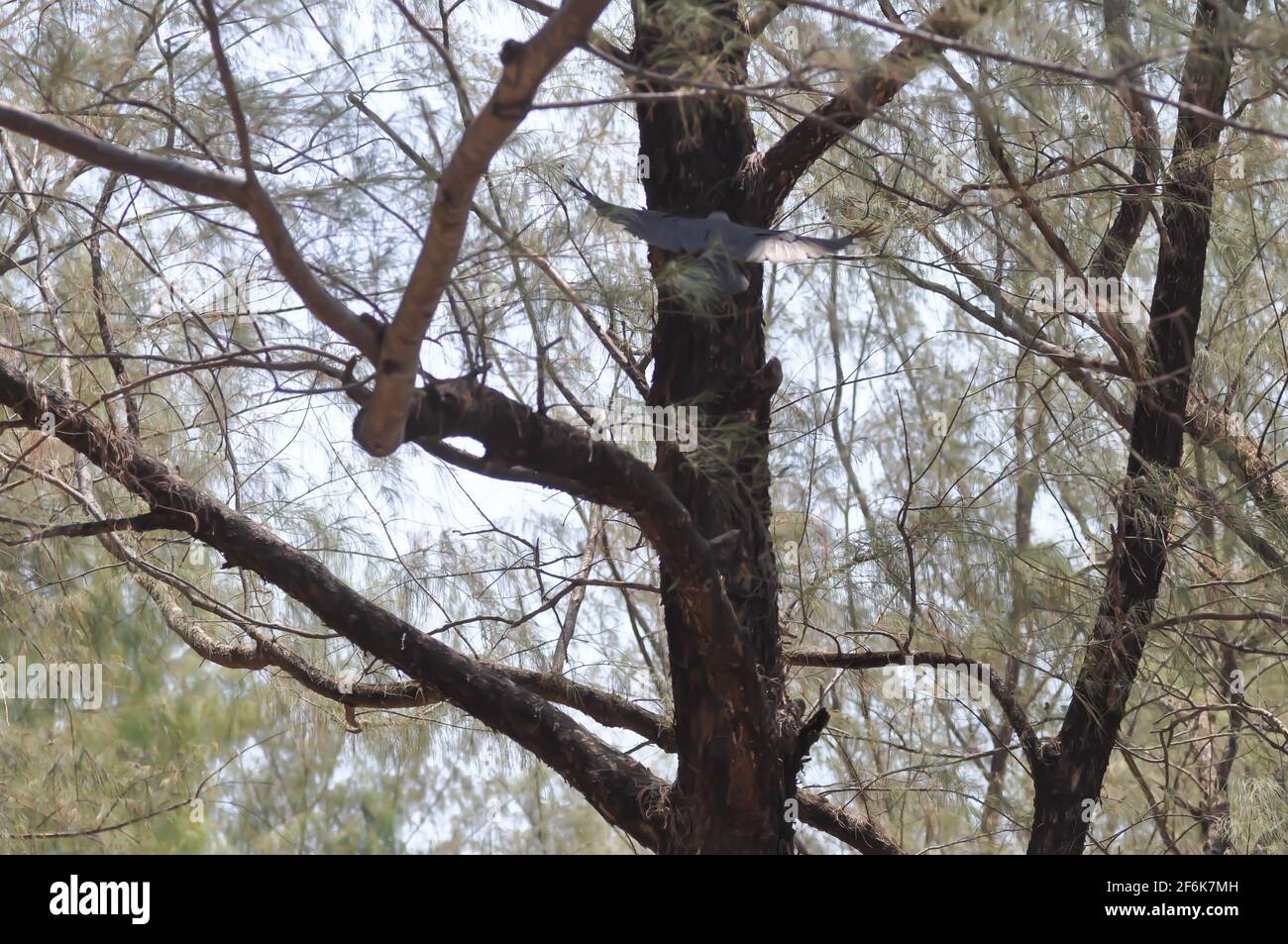tree background , pine tree and flying bird Stock Photo - Alamy