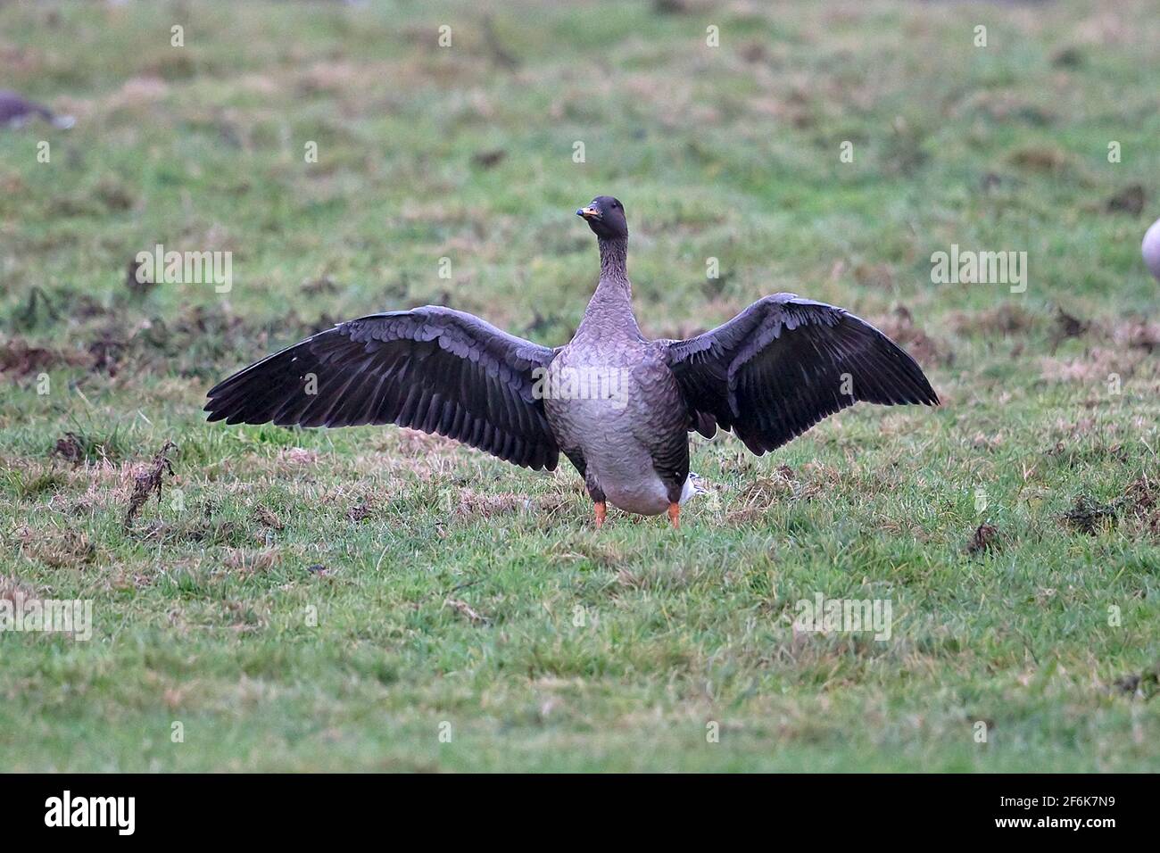 Taiga Bean Goose (Anser fabalis fabalis Stock Photo - Alamy