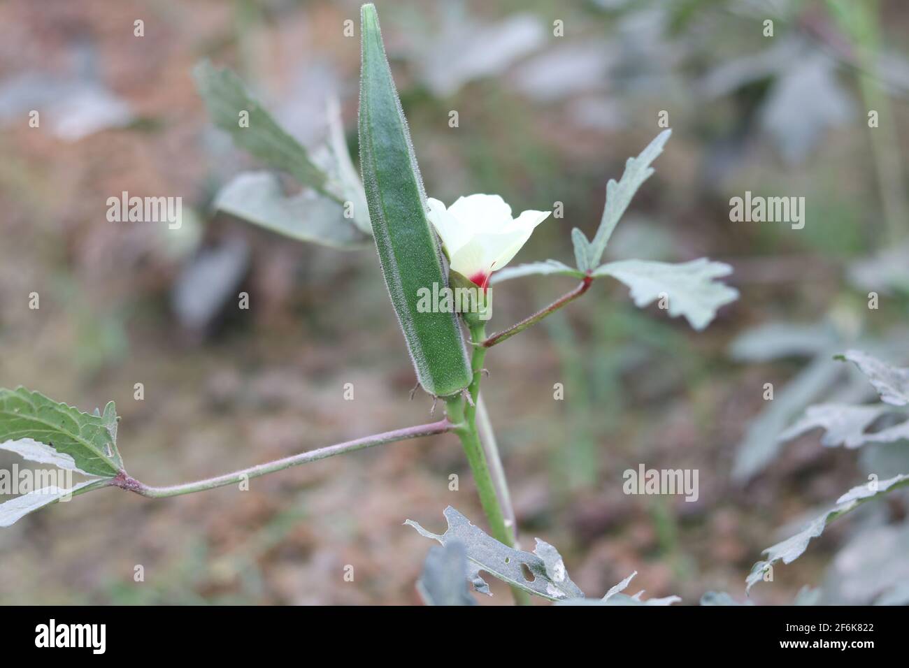 Lady Fingers plant growing in home garden, Fresh Okra vegetable and ...