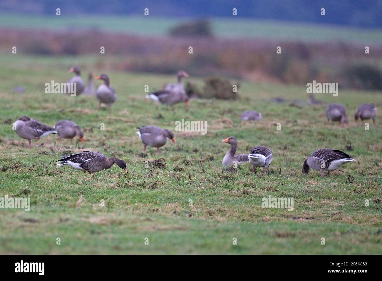 Taiga Bean Goose (Anser fabalis fabalis Stock Photo - Alamy