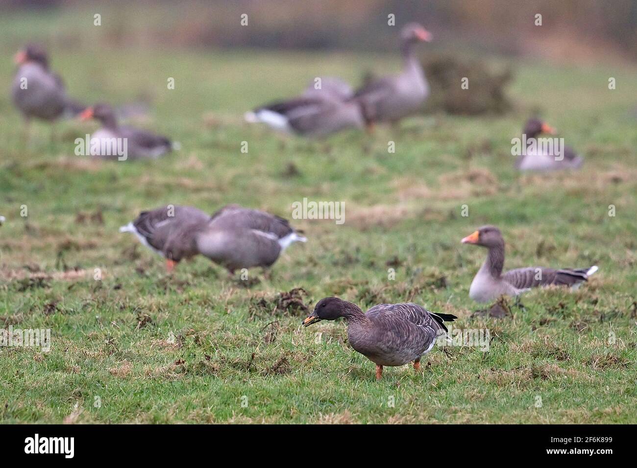 Taiga Bean Goose (Anser fabalis fabalis Stock Photo - Alamy