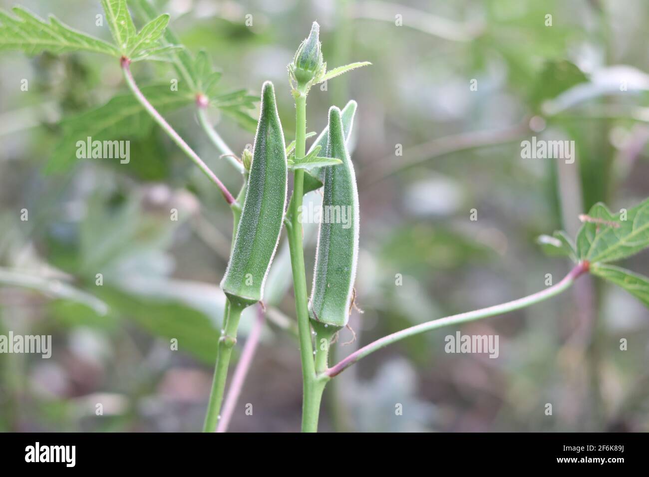 Okra tree green vegetable in the field Stock Photo - Alamy