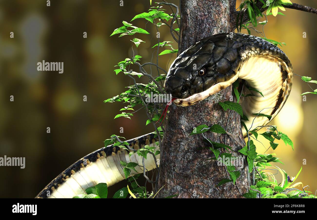 Africa jungle snake hi-res stock photography and images - Alamy