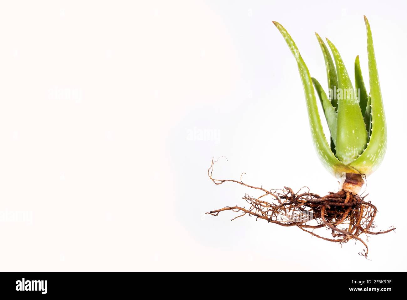Aloe vera - Aloe root plant Stock Photo - Alamy