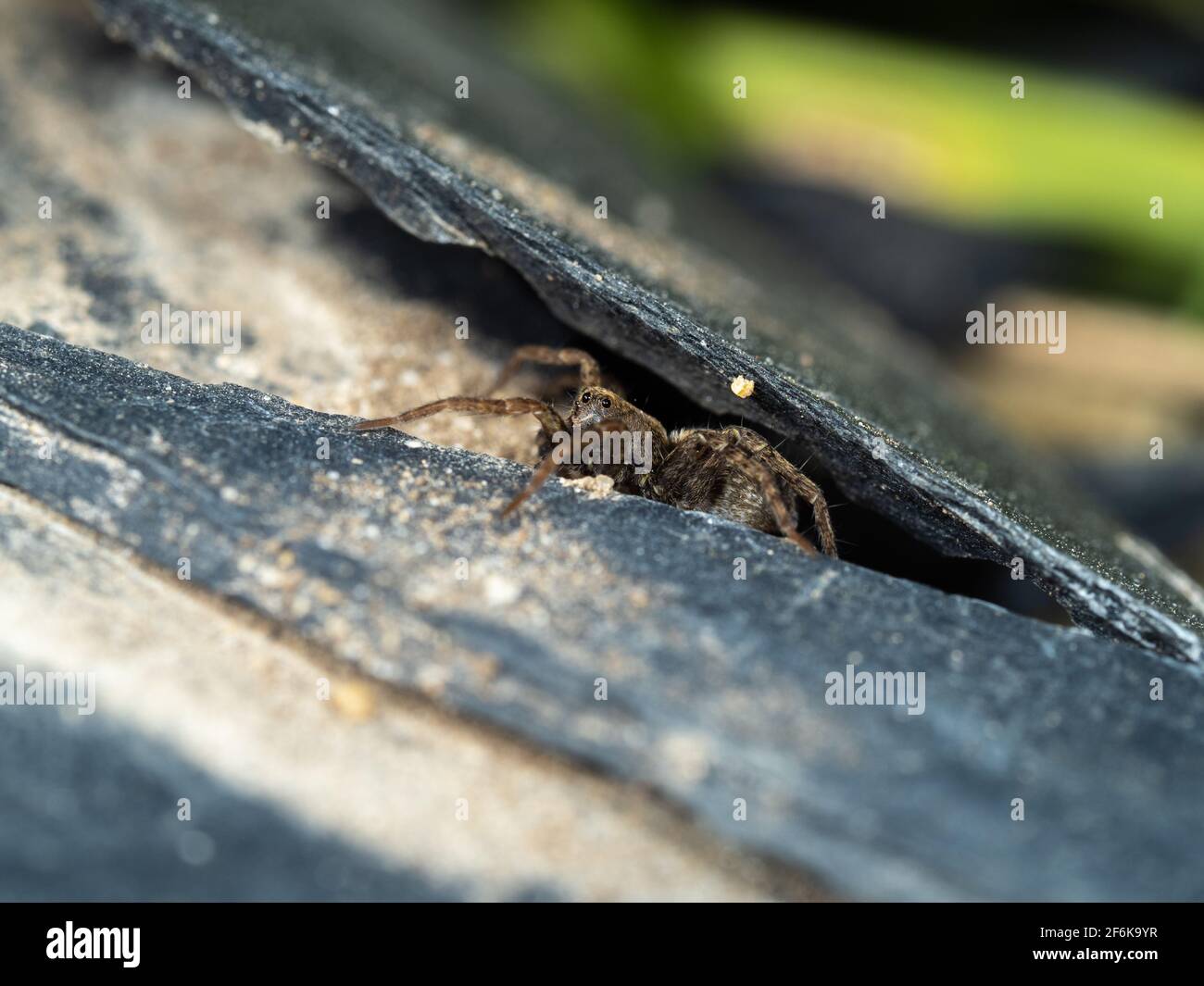 Wolf spider uk hi-res stock photography and images - Alamy