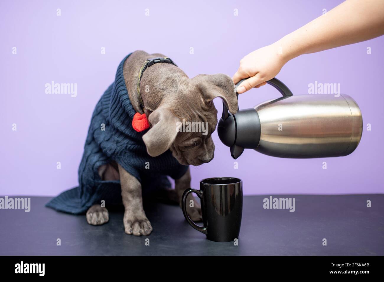 Dog in a sweater, dog at work with a purple wall. Pets at work concept ...
