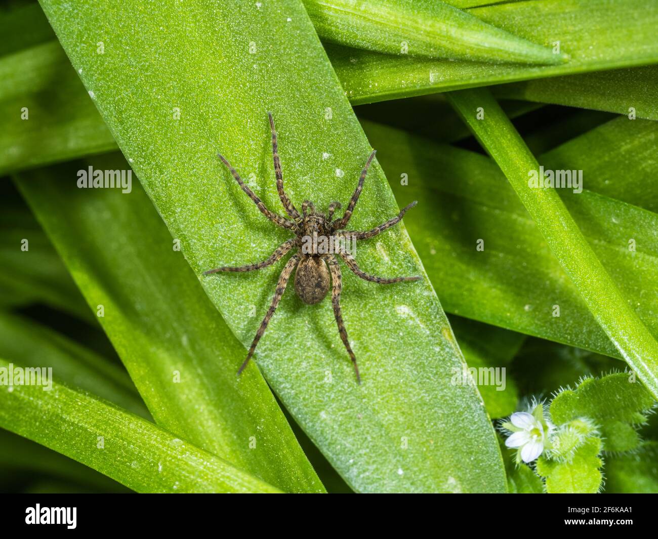 Wolf Spider Uk Garden High Resolution Stock Photography and Images - Alamy