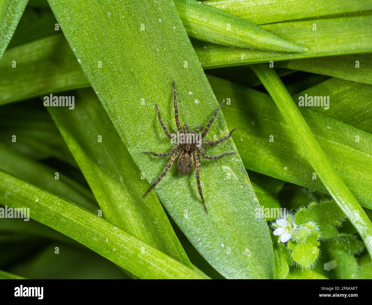 Eurasian wolf spider hi-res stock photography and images - Alamy