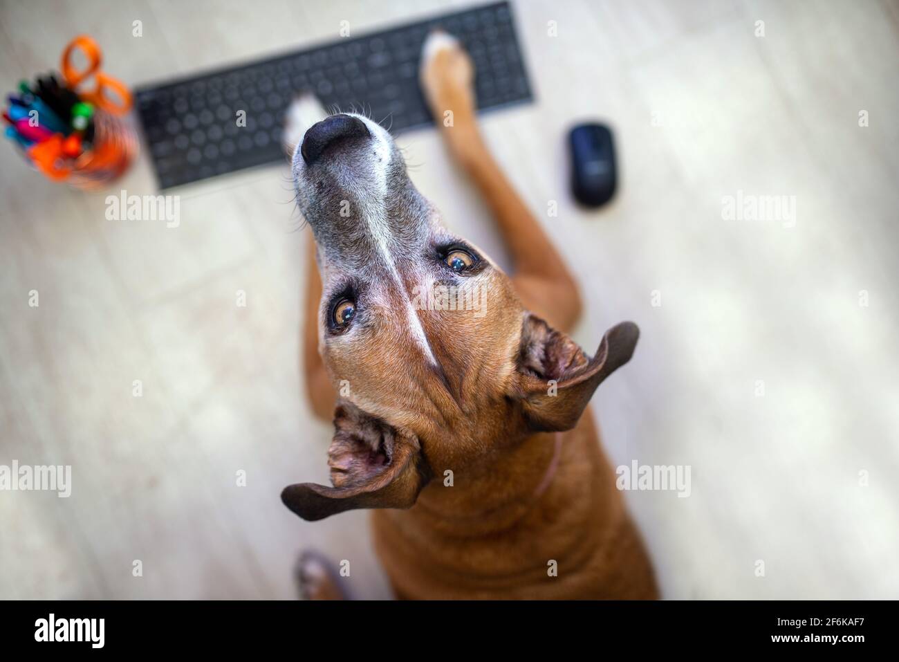 Dog at work. Pets at work concept, pets working like people Stock Photo ...