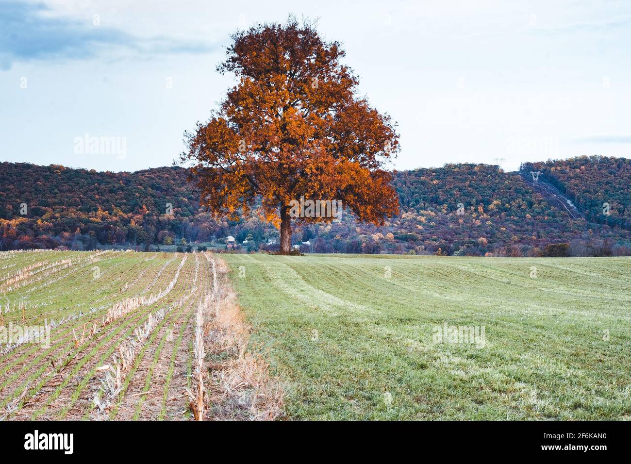 Fall oak trees hi-res stock photography and images - Alamy