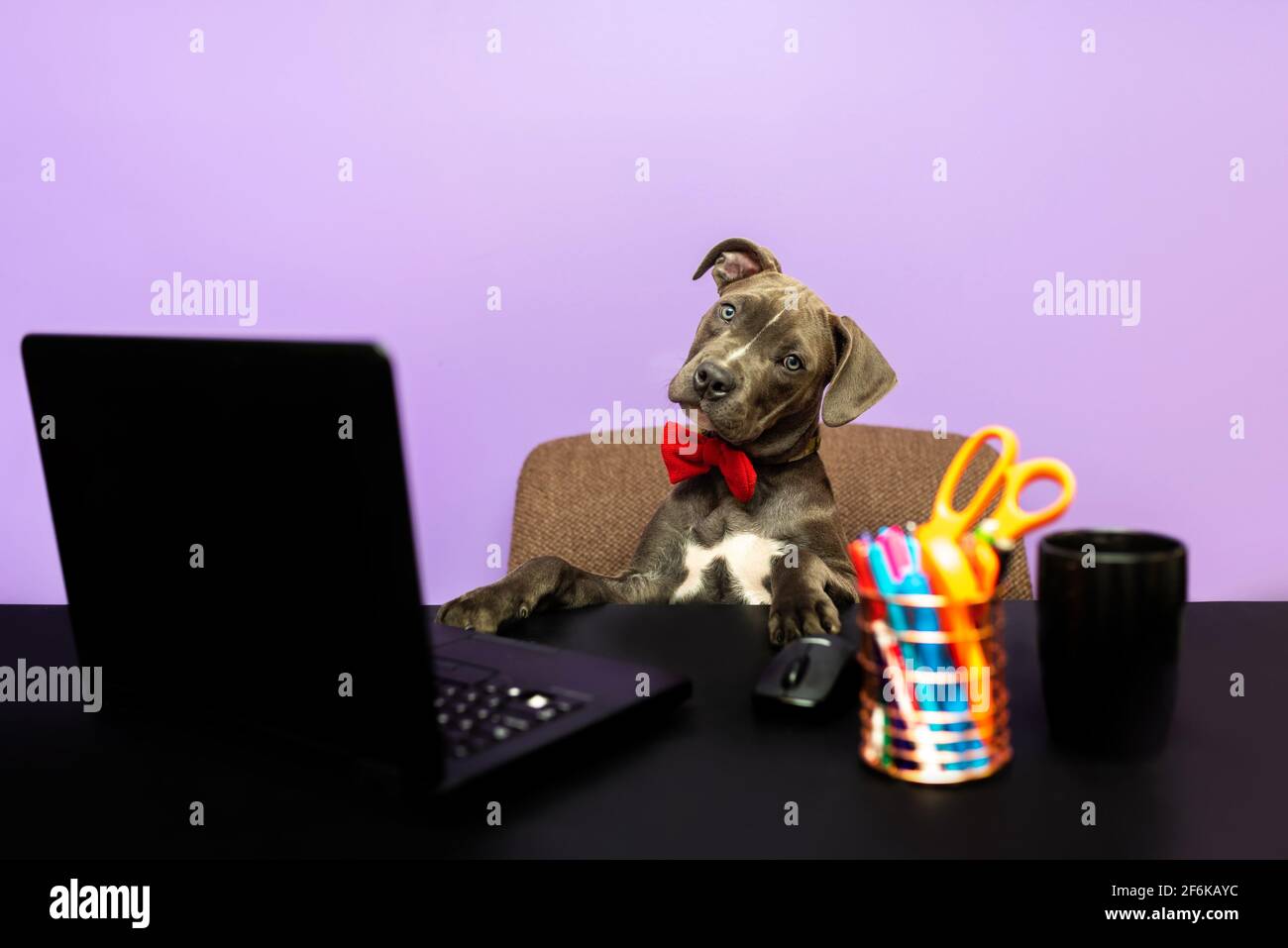 Dog in a bow tie in front of a computer. Humorous depiction of a boss ...