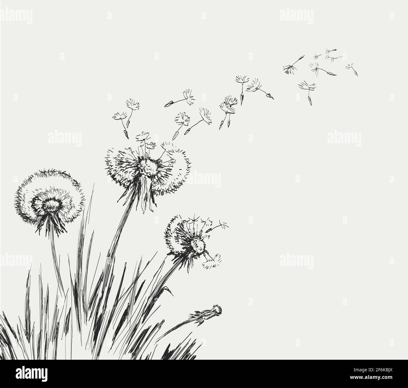 Dandelion, Flying Seeds of Dandelion Hand Drawn Illustration isolated ...