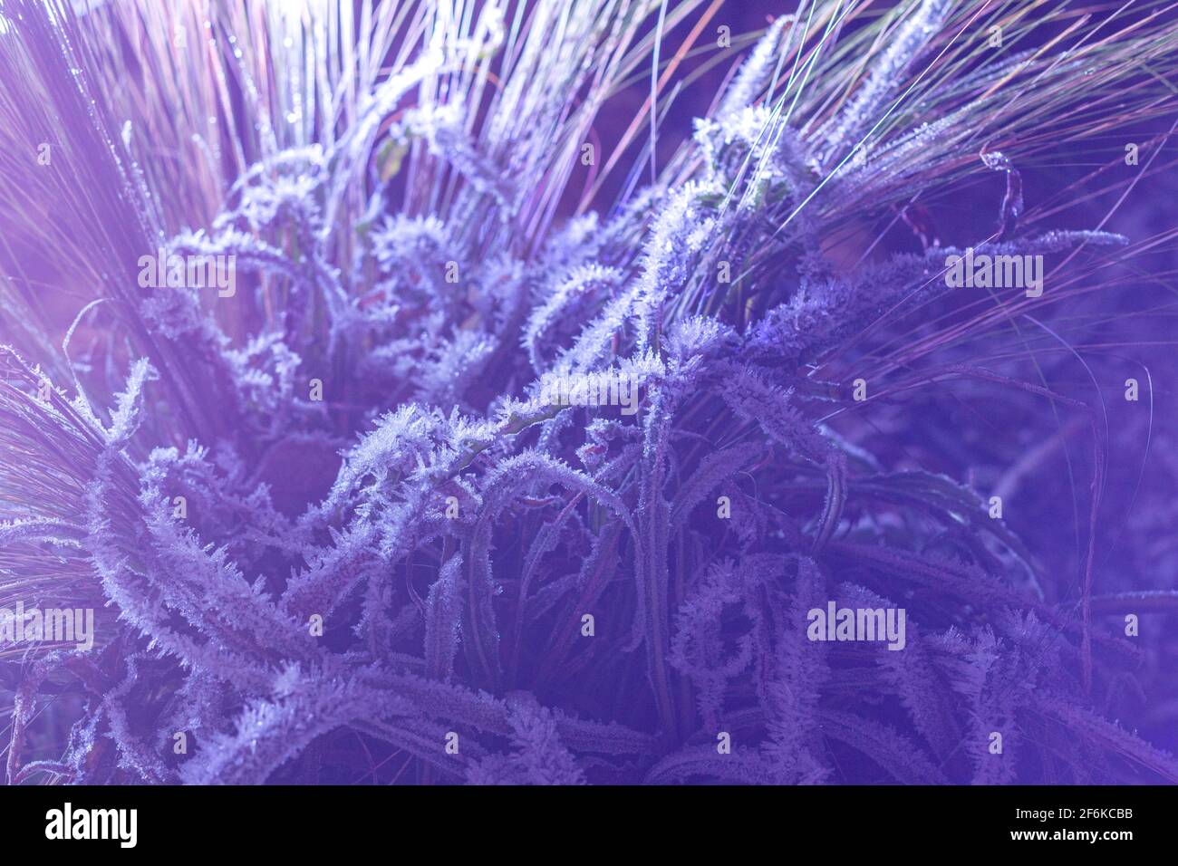 Grass with dew illuminated with cold colors at night Stock Photo - Alamy