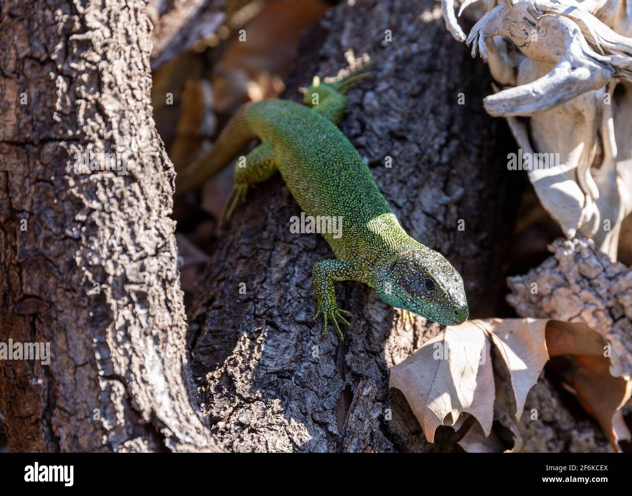 Green lizard european green lizard emerald lizard hi-res stock ...