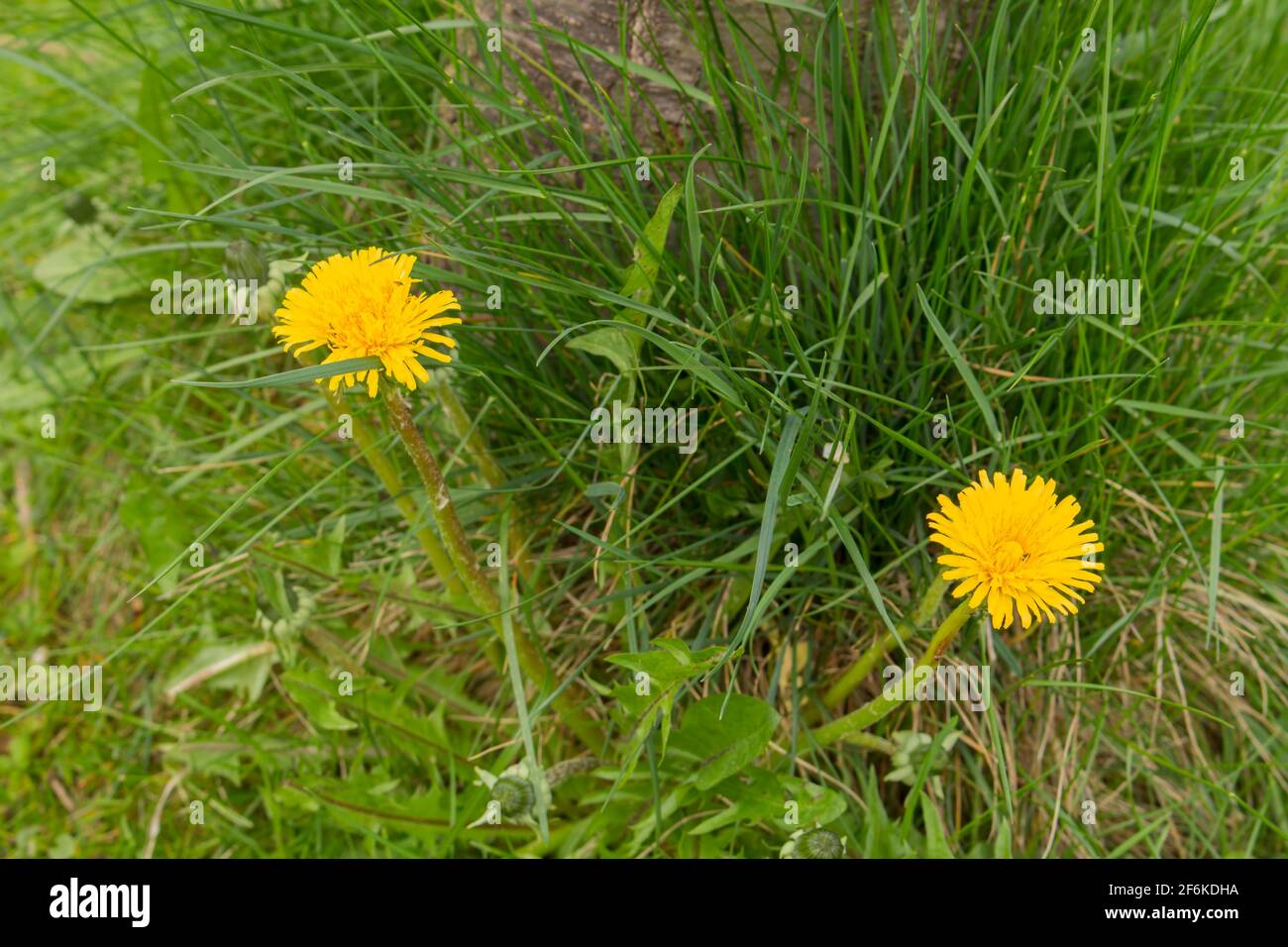 two flowers on grass Stock Photo - Alamy