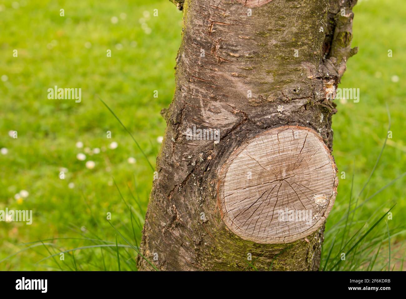 tree with tree - ring Stock Photo - Alamy
