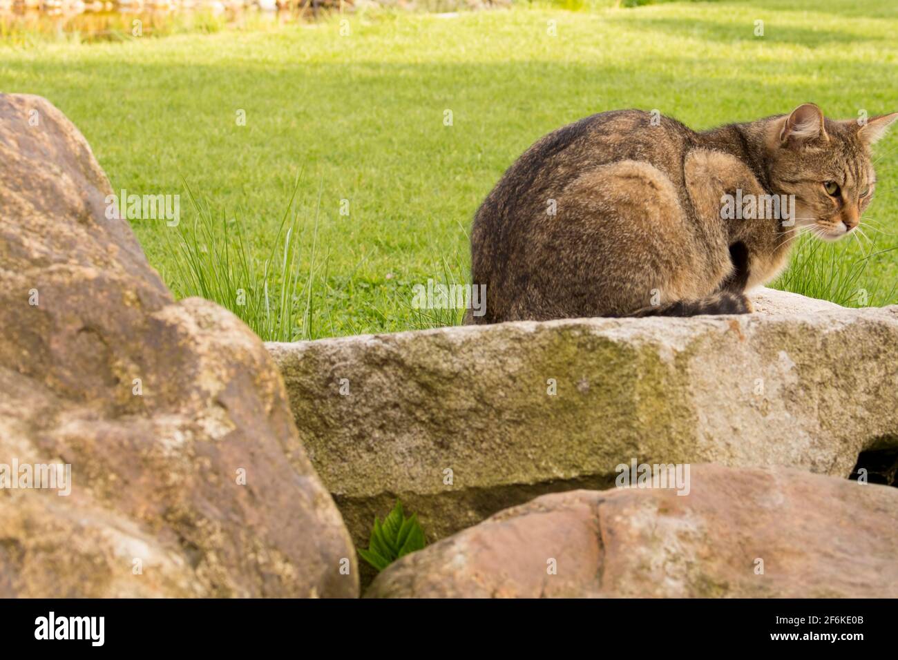 cat sit on stones Stock Photo - Alamy