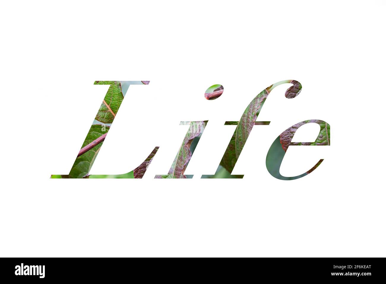 Banner made from tropical hi-res stock photography and images - Alamy