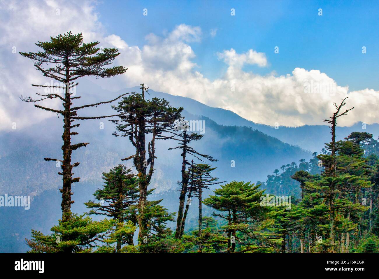 Eastern Broadleaf Forest